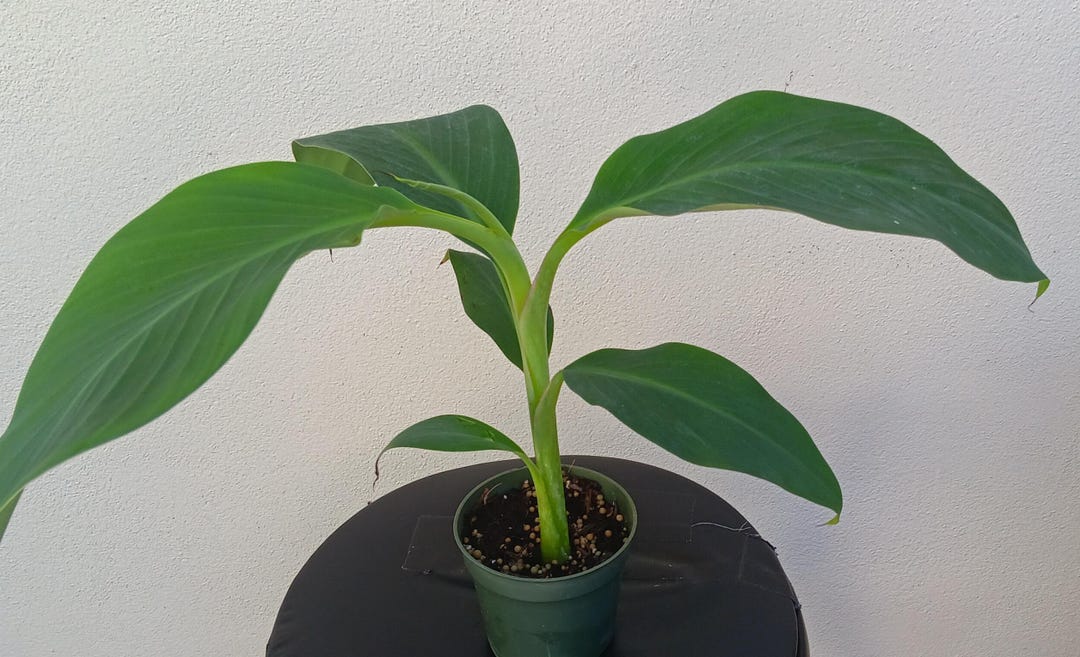 Musa Ice Cream Banana Plant 12 Tall Shipped. - Etsy