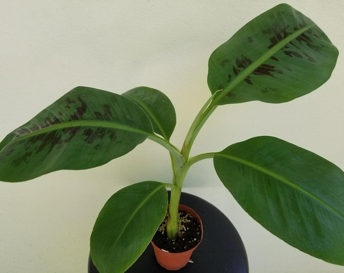 Dwarf Cavendish Banana Musa Plant - Etsy