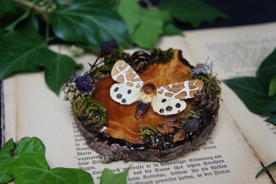 Real Moth Wall Decoration - Nature - Fairycrore, Cottagecore, Fantasy ...