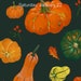 Halloween Pumpkins Phone Lock Screen Home Screen Wallpaper Mobile ...