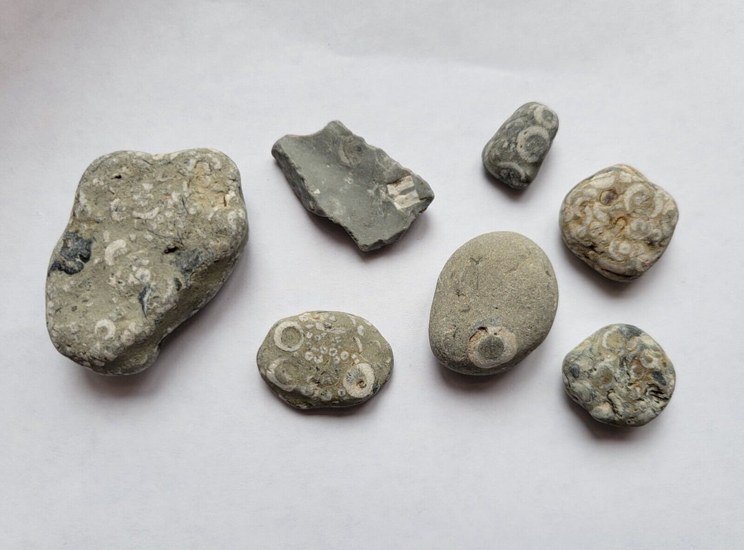 7 Crinoid Fossils Specimens Rocks Wisconsin Lake Michigan Science Arts ...
