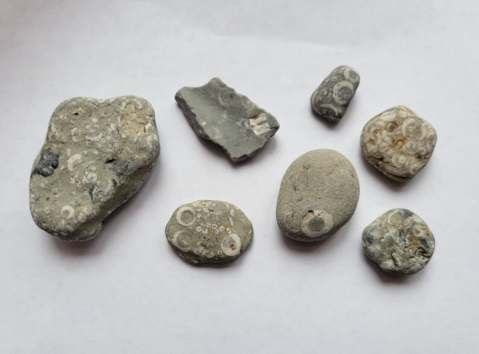 7 Crinoid Fossils Specimens Rocks Wisconsin Lake Michigan Science Arts ...