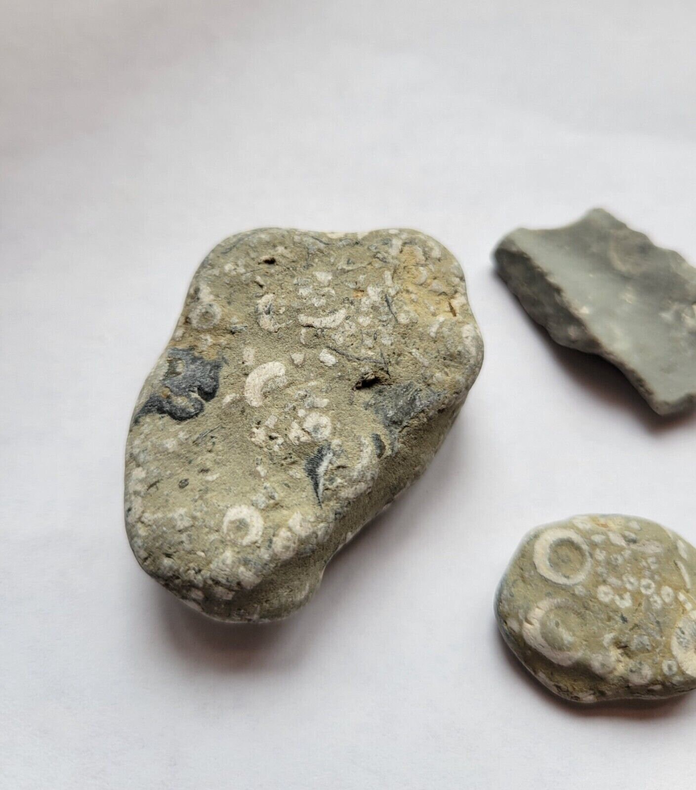 7 Crinoid Fossils Specimens Rocks Wisconsin Lake Michigan Science Arts ...