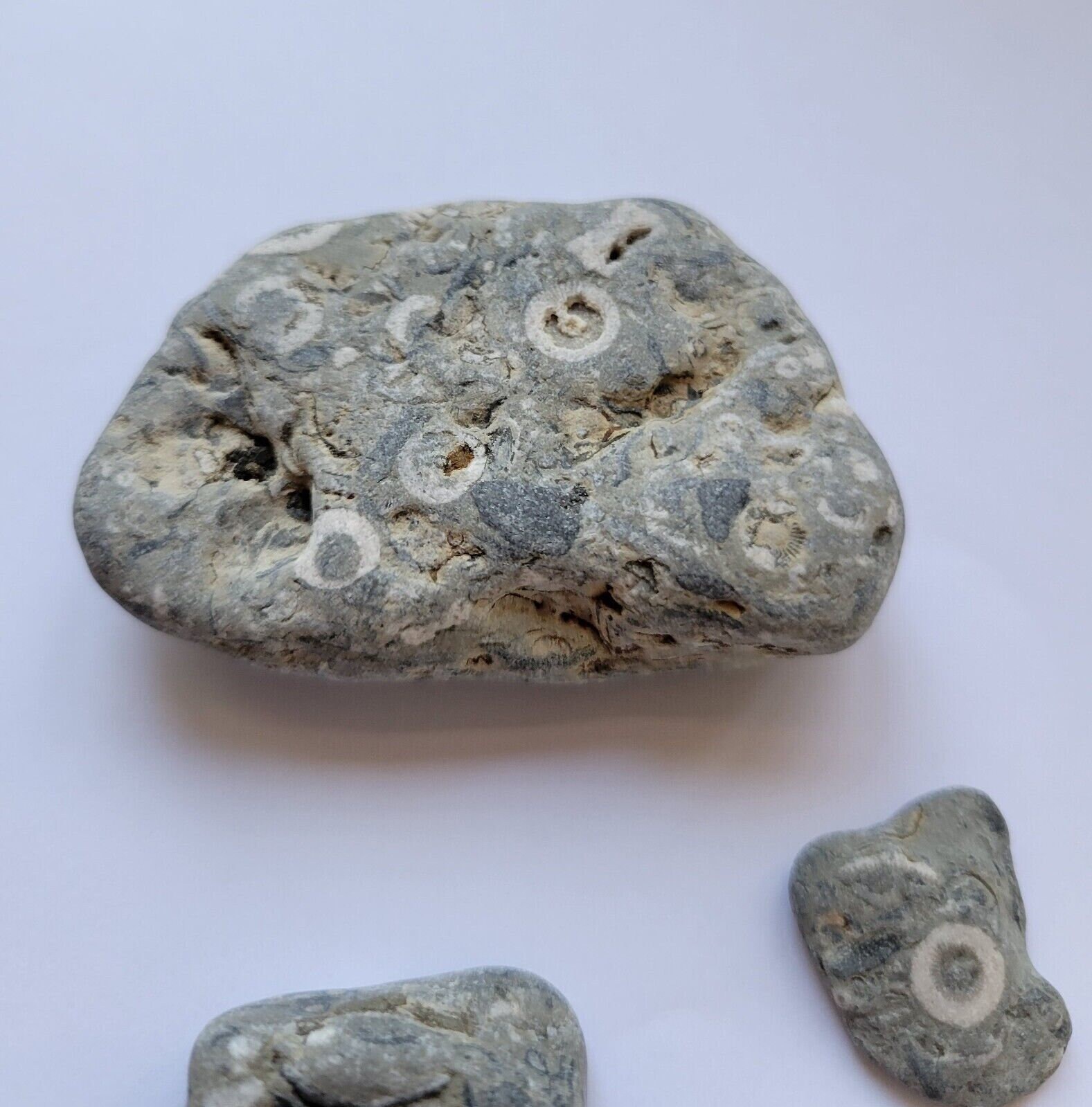 8 Crinoid Fossils Specimens Rocks Wisconsin Lake Michigan Science Arts ...