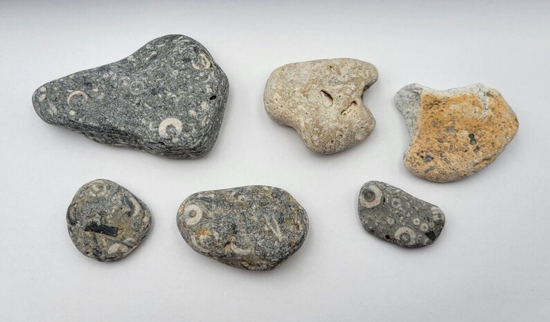 6 Crinoid Fossils Specimens Rocks Wisconsin Lake Michigan - Etsy