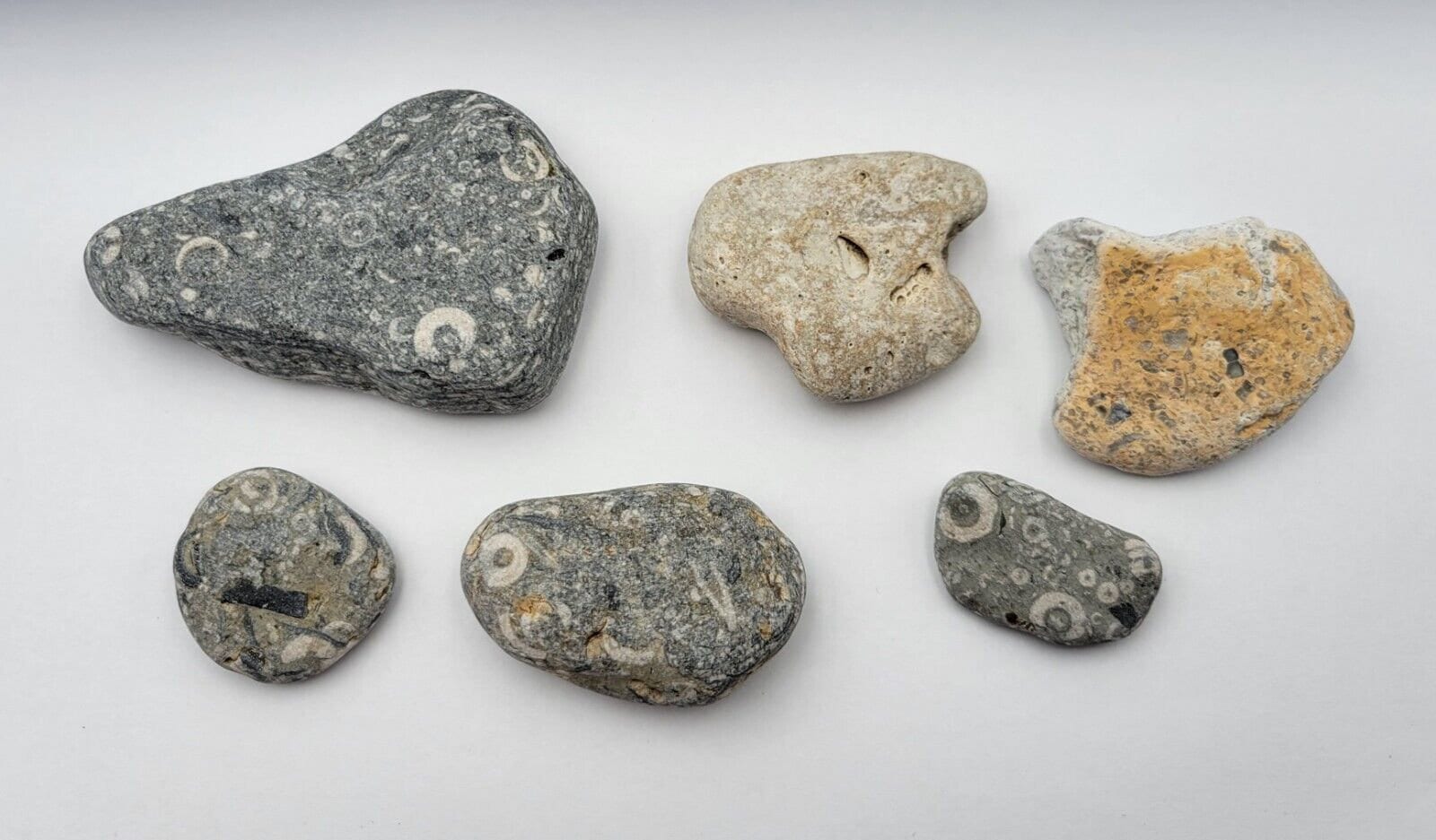 6 Crinoid Fossils Specimens Rocks Wisconsin Lake Michigan - Etsy