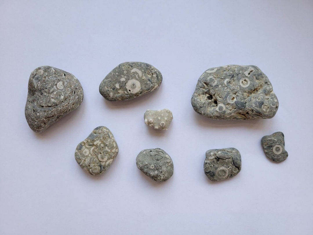 8 Crinoid Fossils Specimens Rocks Wisconsin Lake Michigan Science Arts ...