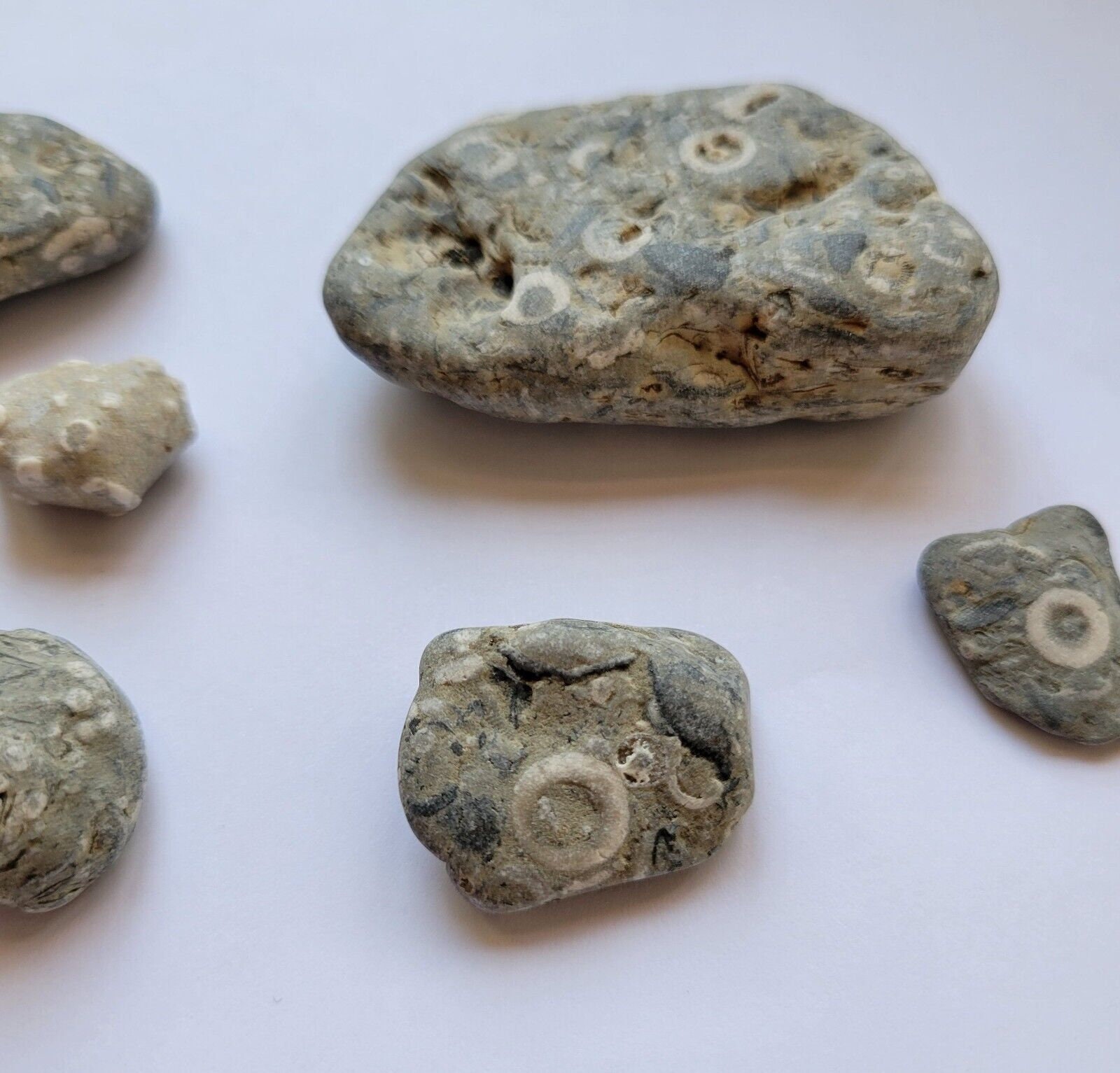 8 Crinoid Fossils Specimens Rocks Wisconsin Lake Michigan Science Arts ...