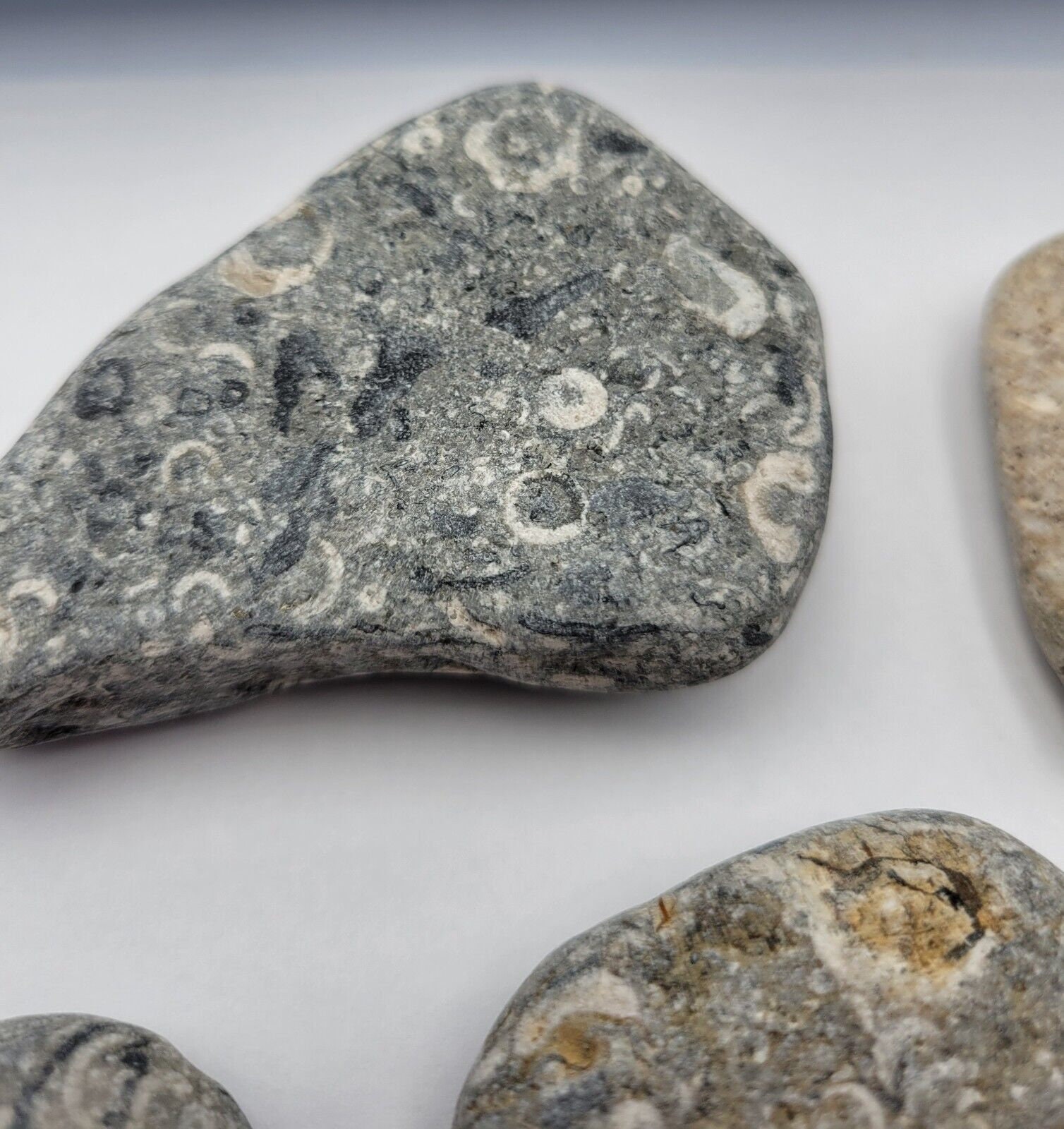 6 Crinoid Fossils Specimens Rocks Wisconsin Lake Michigan - Etsy