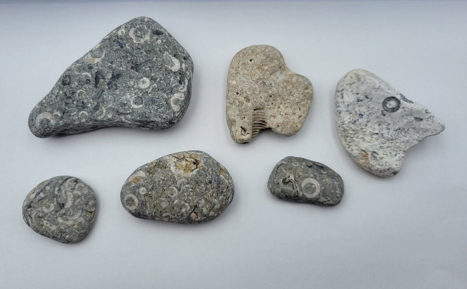 6 Crinoid Fossils Specimens Rocks Wisconsin Lake Michigan - Etsy