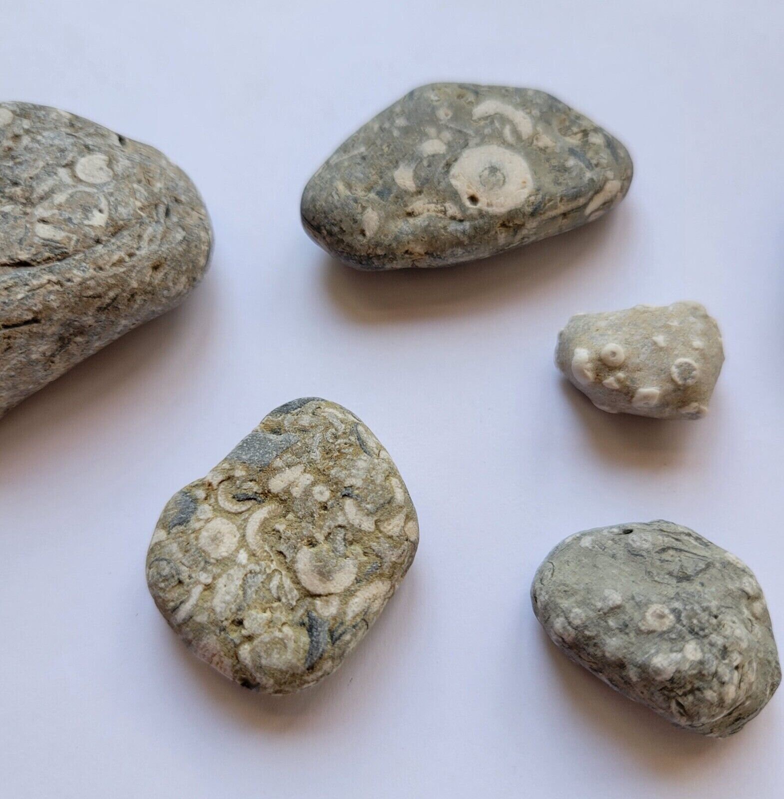 8 Crinoid Fossils Specimens Rocks Wisconsin Lake Michigan Science Arts ...