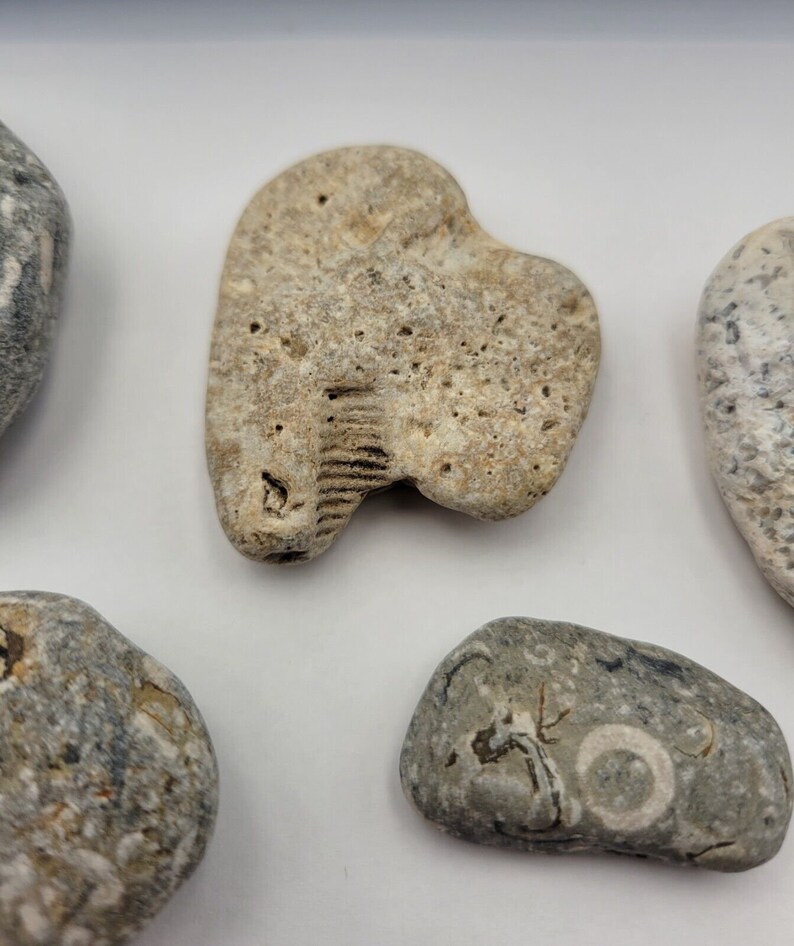 6 Crinoid Fossils Specimens Rocks Wisconsin Lake Michigan - Etsy
