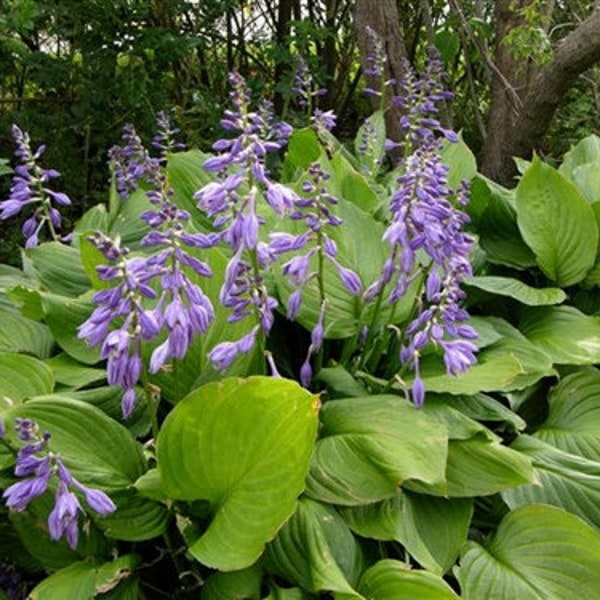 Purple Hosta - Etsy