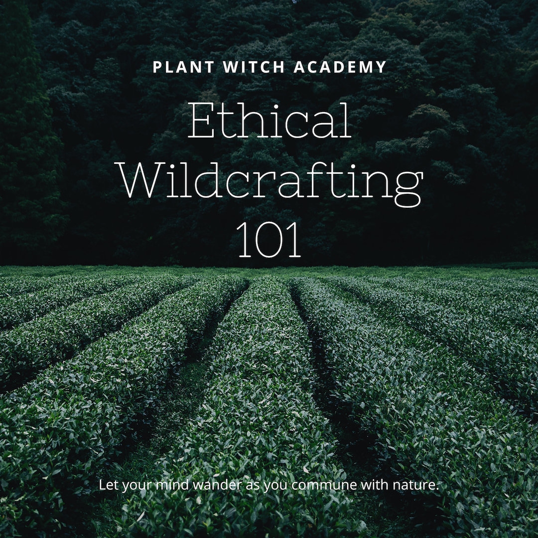 Ethical Wildcrafting 101 E-book - Etsy