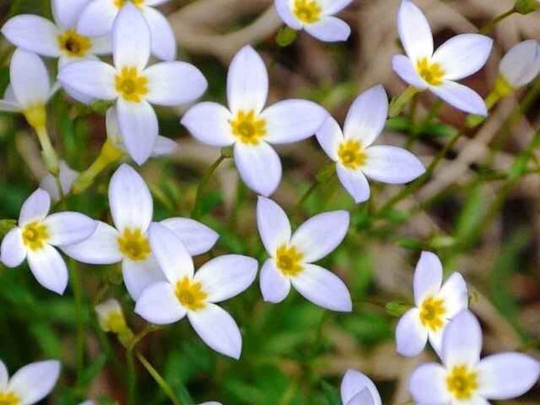 Bluets Flower Essence **NOT A LIVE PLANT** - Etsy