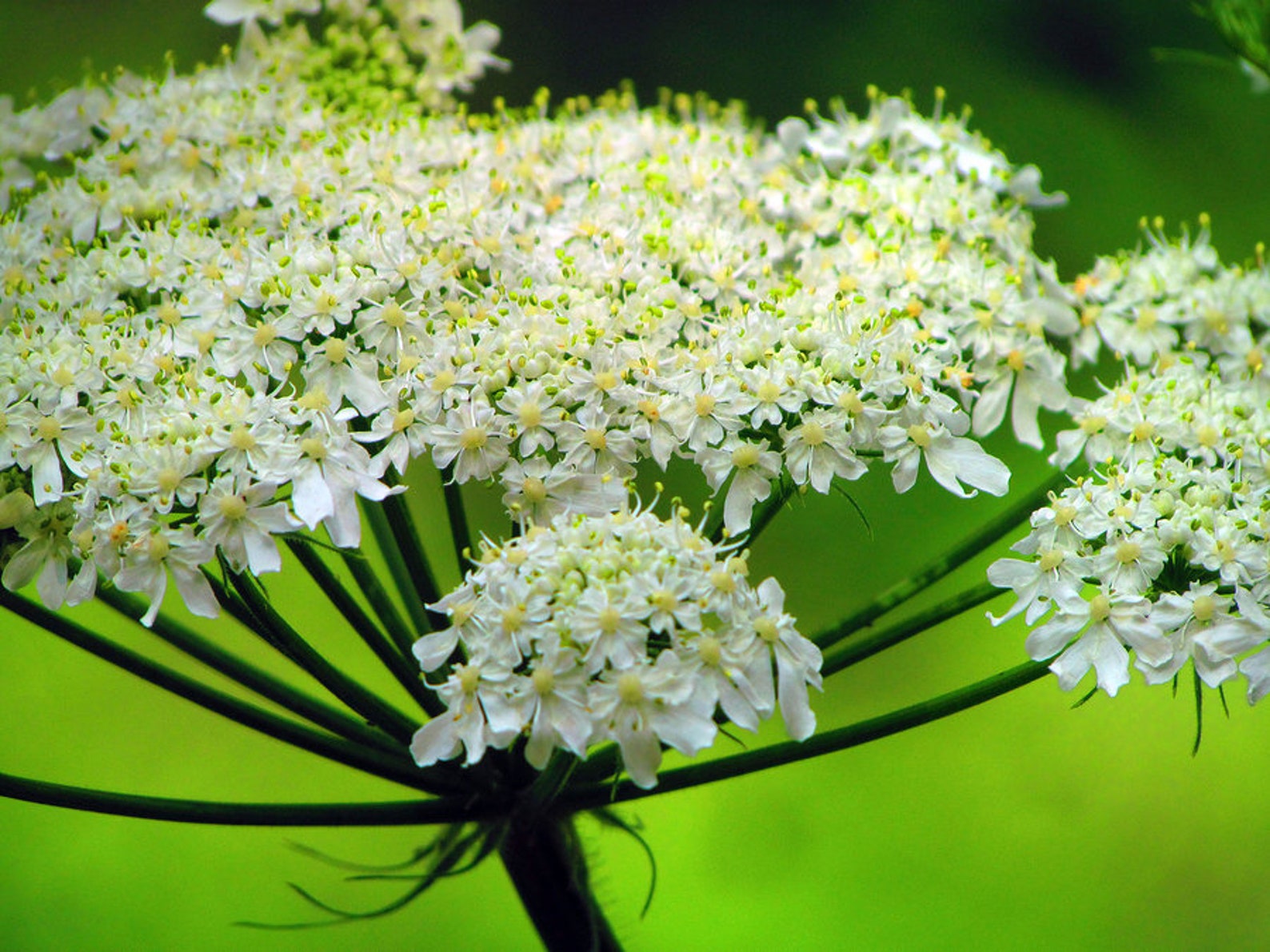 Osha Tincture Ligusticum Porteri - Etsy