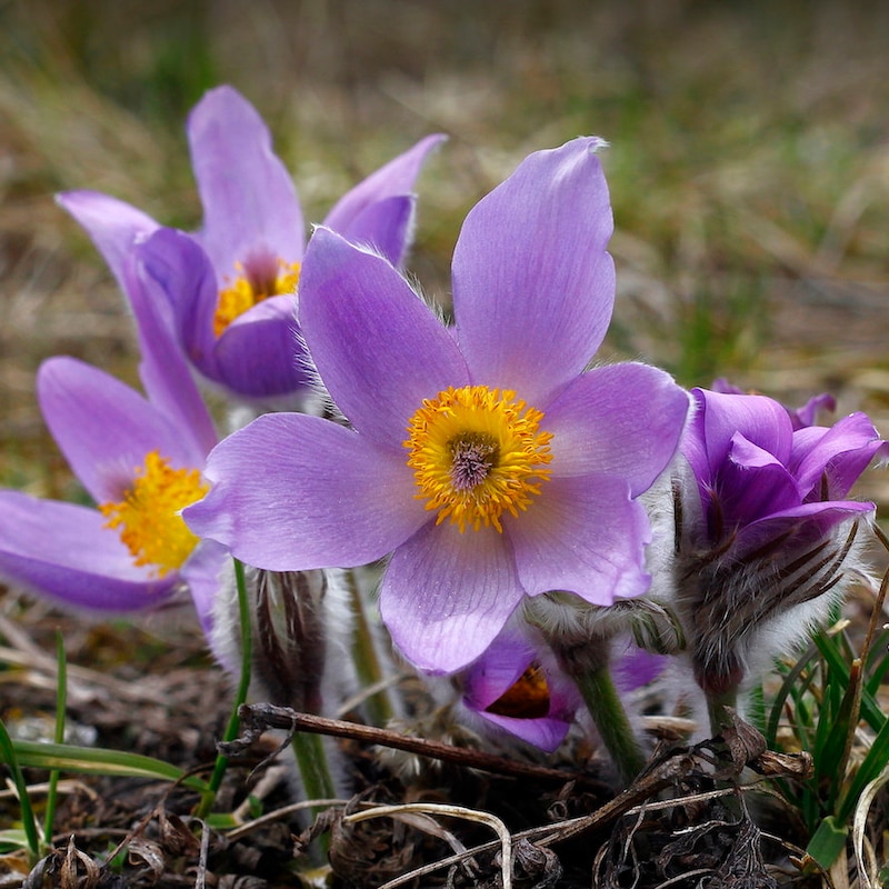 Pasque Flower - Etsy