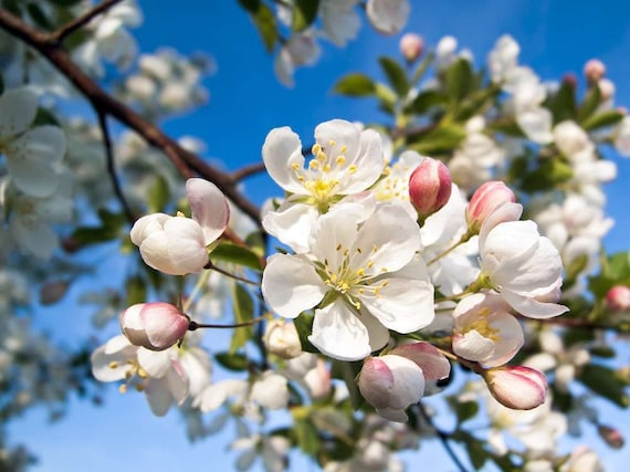 Crab Apple Flower