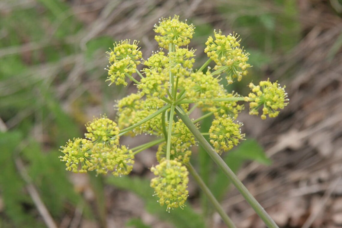 Lomatium Tincture Lomatium Dissectum - Etsy
