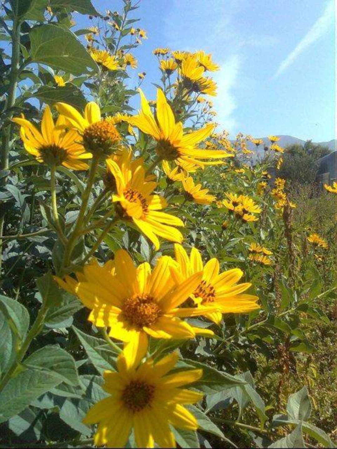 Sunchoke Flower Essence **NOT A LIVE PLANT** - Etsy