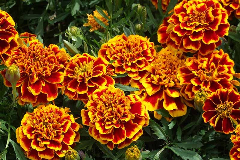 Marigold Flower Essence NOT A LIVE PLANT - Etsy