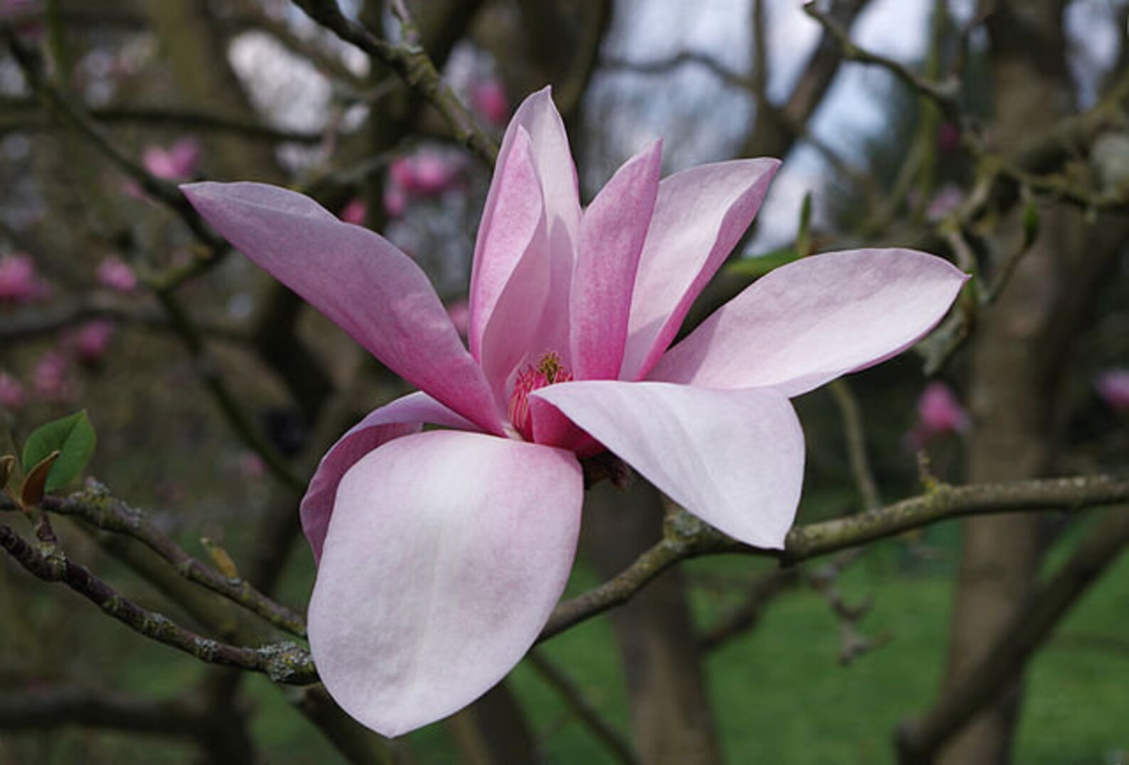 Magnolia Flower Essence **NOT A LIVE PLANT** - Etsy