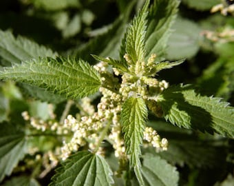 Tobacco Flower Essence NOT A LIVE PLANT - Etsy