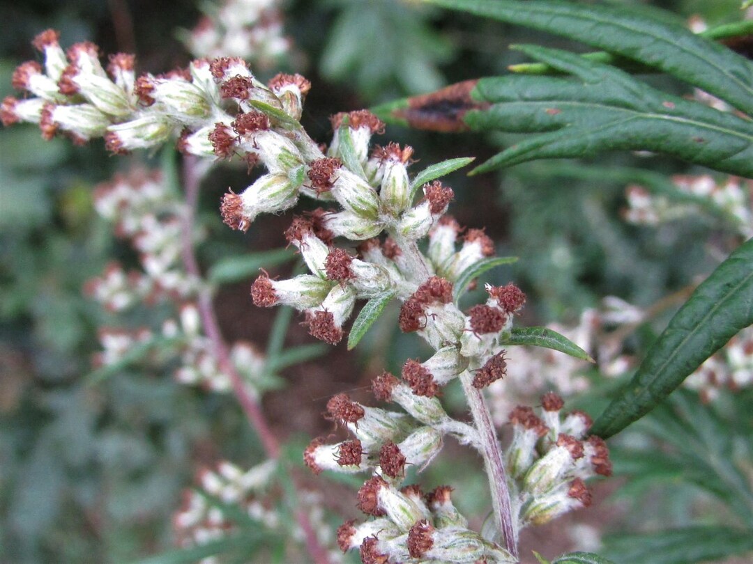 Mugwort Flower Essence **NOT A LIVE PLANT** - Etsy