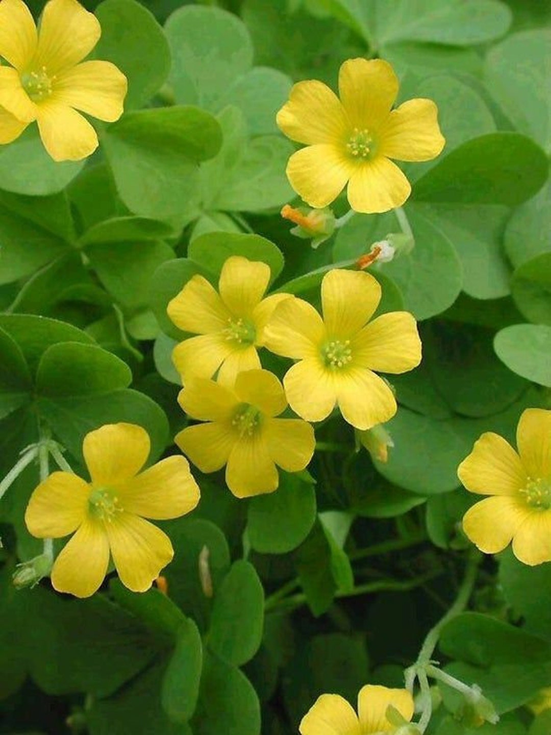 Wood Sorrel Flower Essence **NOT A LIVE PLANT** - Etsy