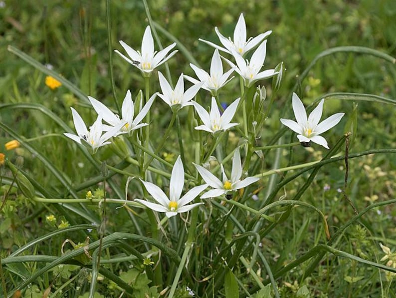 Star of Bethlehem Flower Essence **NOT A LIVE PLANT** - Etsy