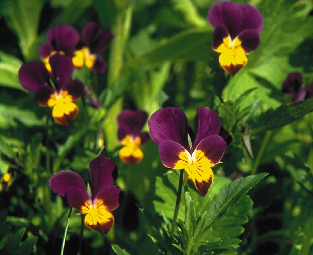 Wild Pansy Flower Essence **NOT A LIVE PLANT** - Etsy