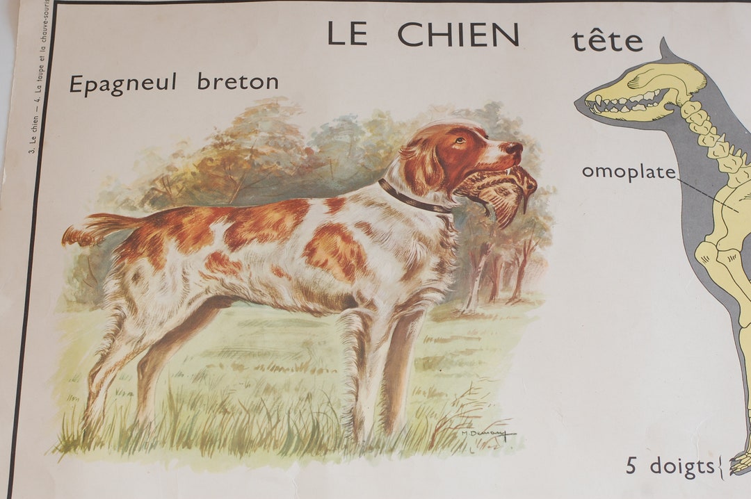 Vintage French Science Poster: Dog & Mole Anatomy, Double-sided Wall ...