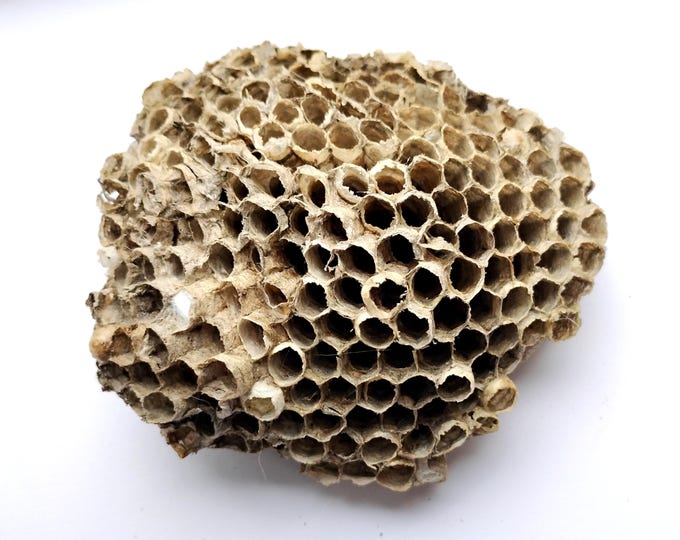 Wasp Nest #5 - Natural Wasp Nest - Insect Taxidermy - Etsy