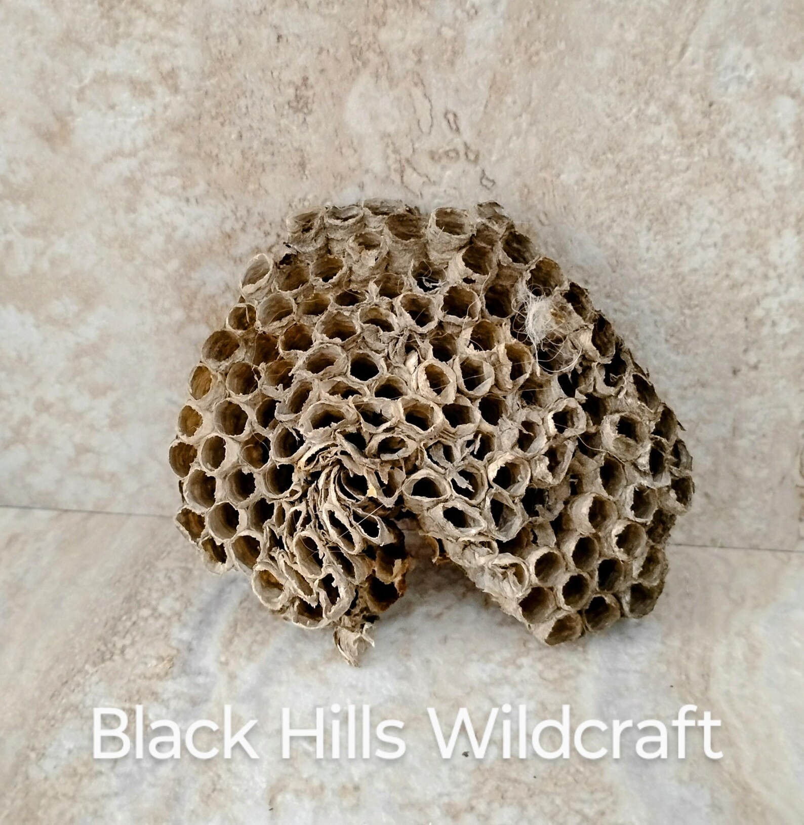Natural Wasp Nest: Homeschool Science, Art Crafts - Etsy