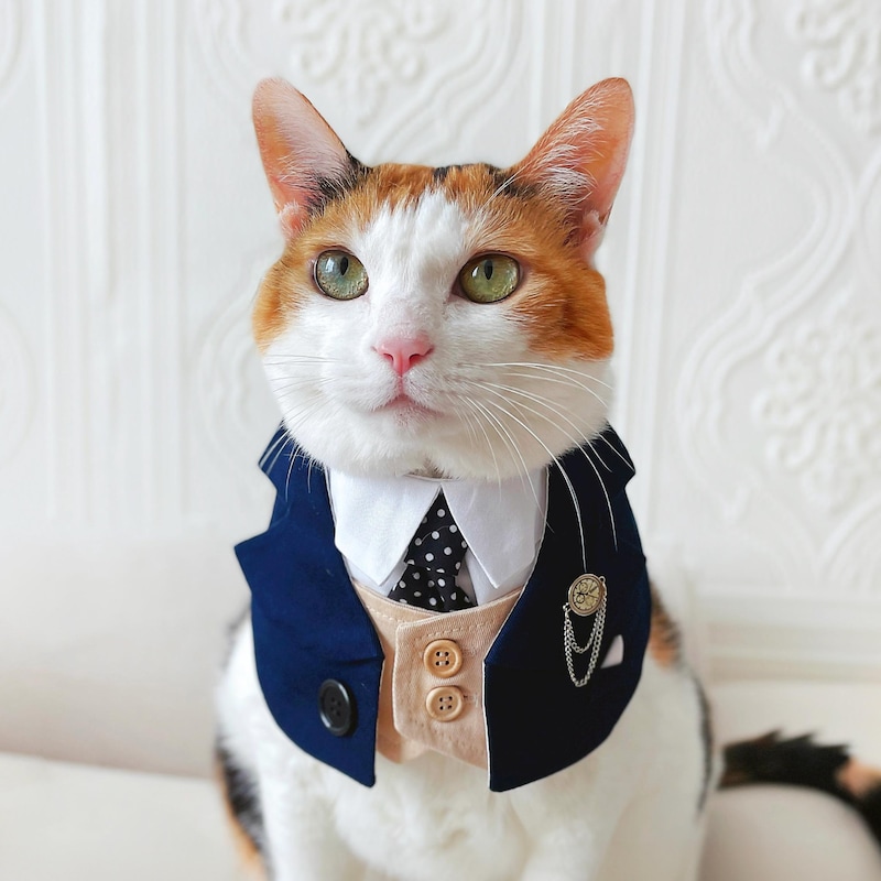 Cat Costumes for Cats - Etsy