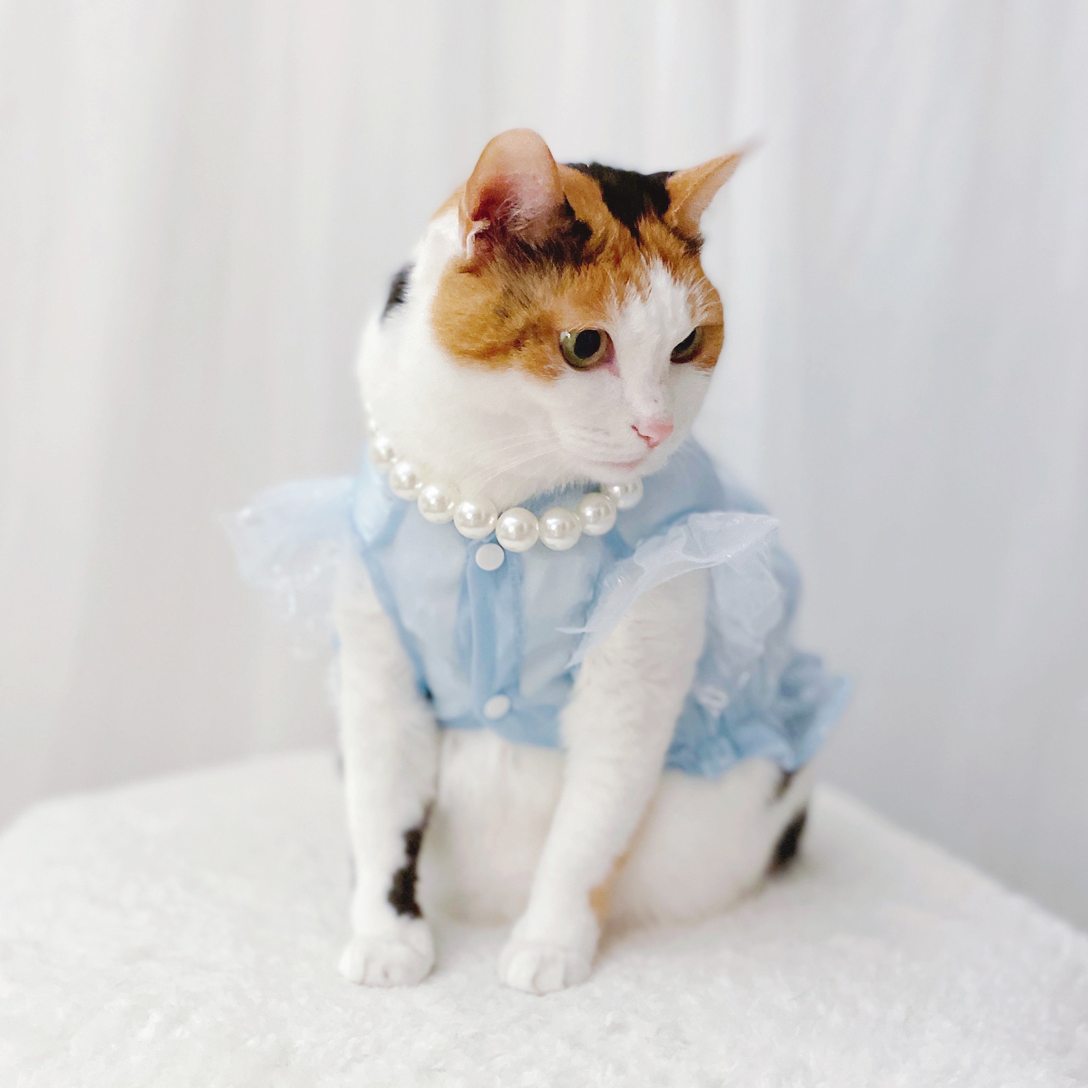 Blue Princess Dress Crown for Pet Cat Dog Chiffon Outfit Costume Pearl ...