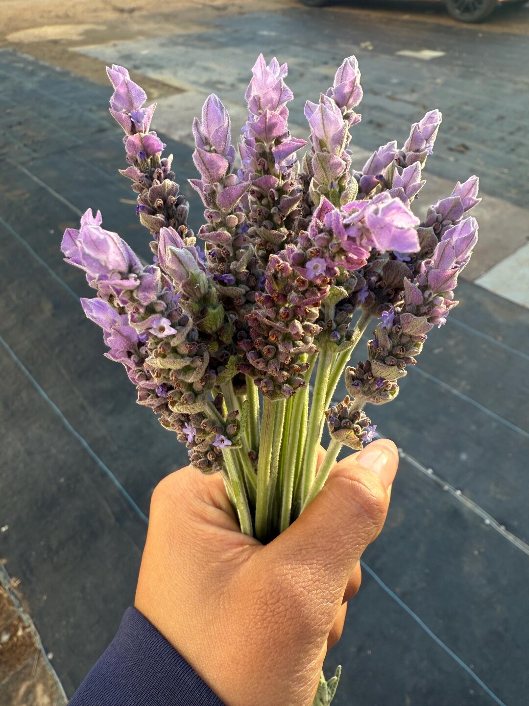 Freshly Cut English Lavender Bundle for Decor & Aromatherapy, Fresh ...