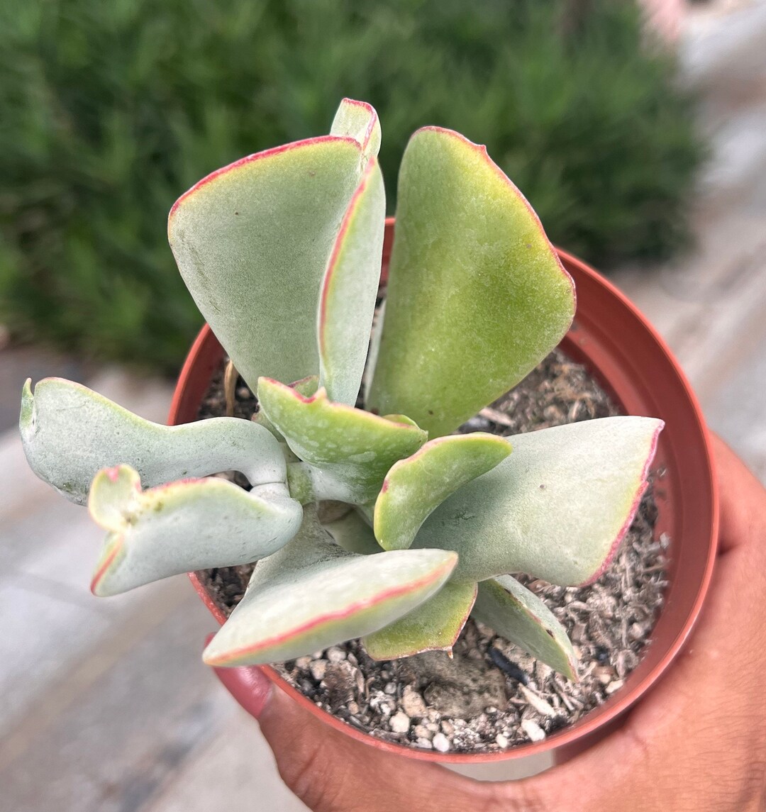 Pig’s Ear Succulent Plant | Round-leafed Navel-wort | 4 Inch Pot Ships ...