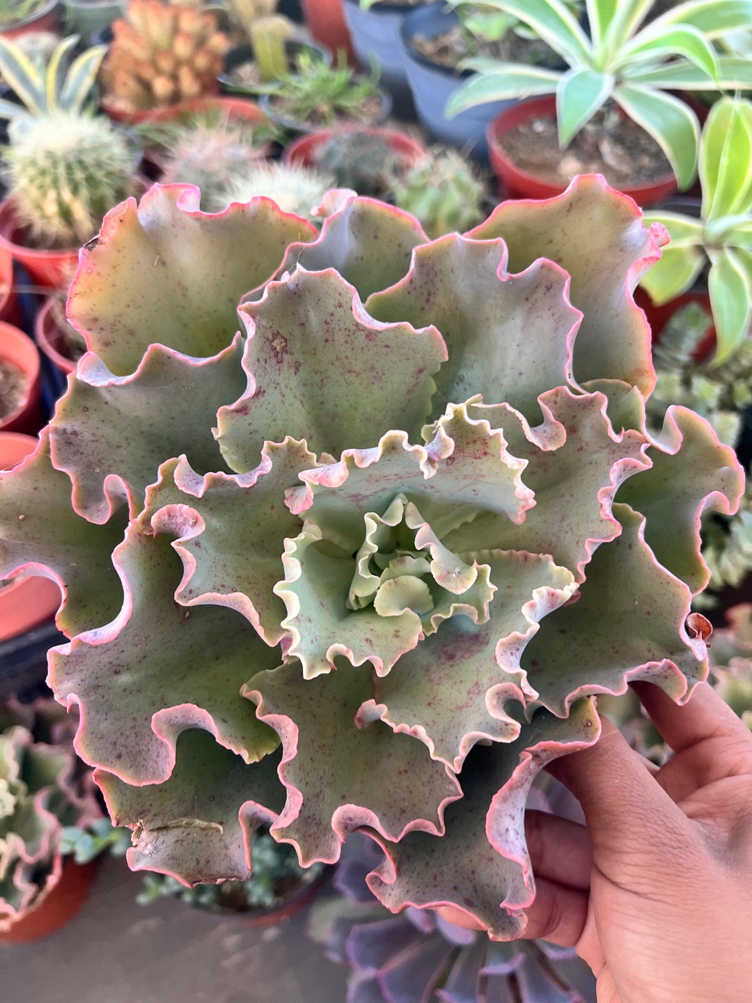 Echeveria Giant Blue Curly Ruffled Crinkle Leaf Succulent Patio Fairy ...