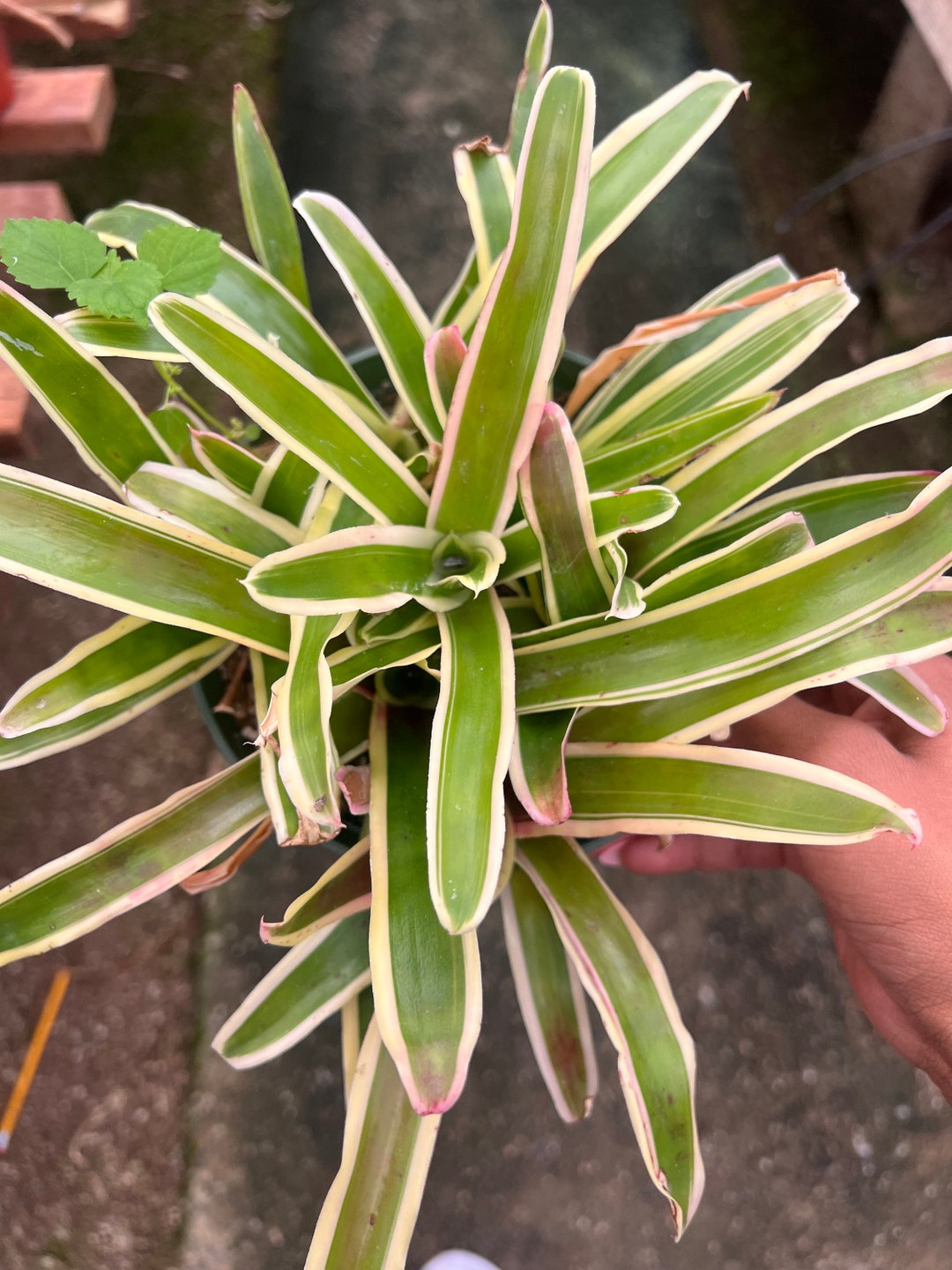 Neoregelia Carolinae Bromeliad Tropical Plant Cluster | Pink | White ...