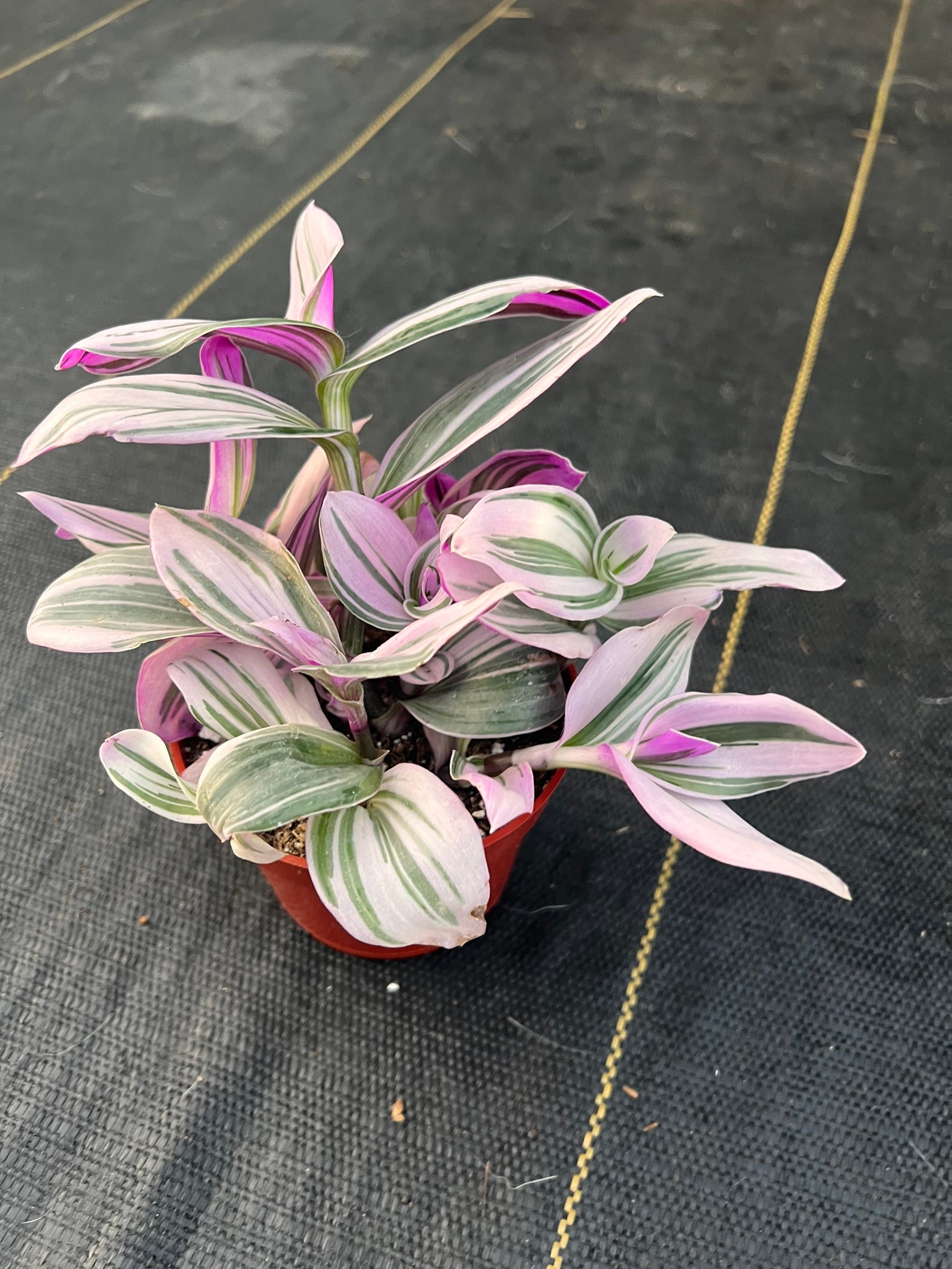 Tradescatia Nanouk Rooted 4 Inch | Nanouk Pink Rare House Plant Indoor ...