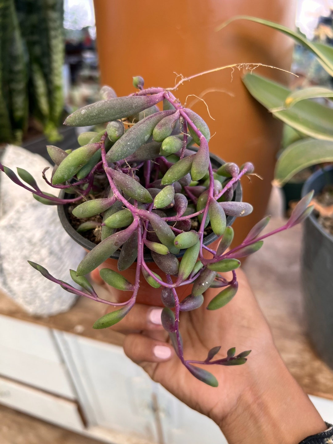 String of Ruby Necklace Plant Succulent Plant 3.5 Inch Pot Sun Stressed - Etsy