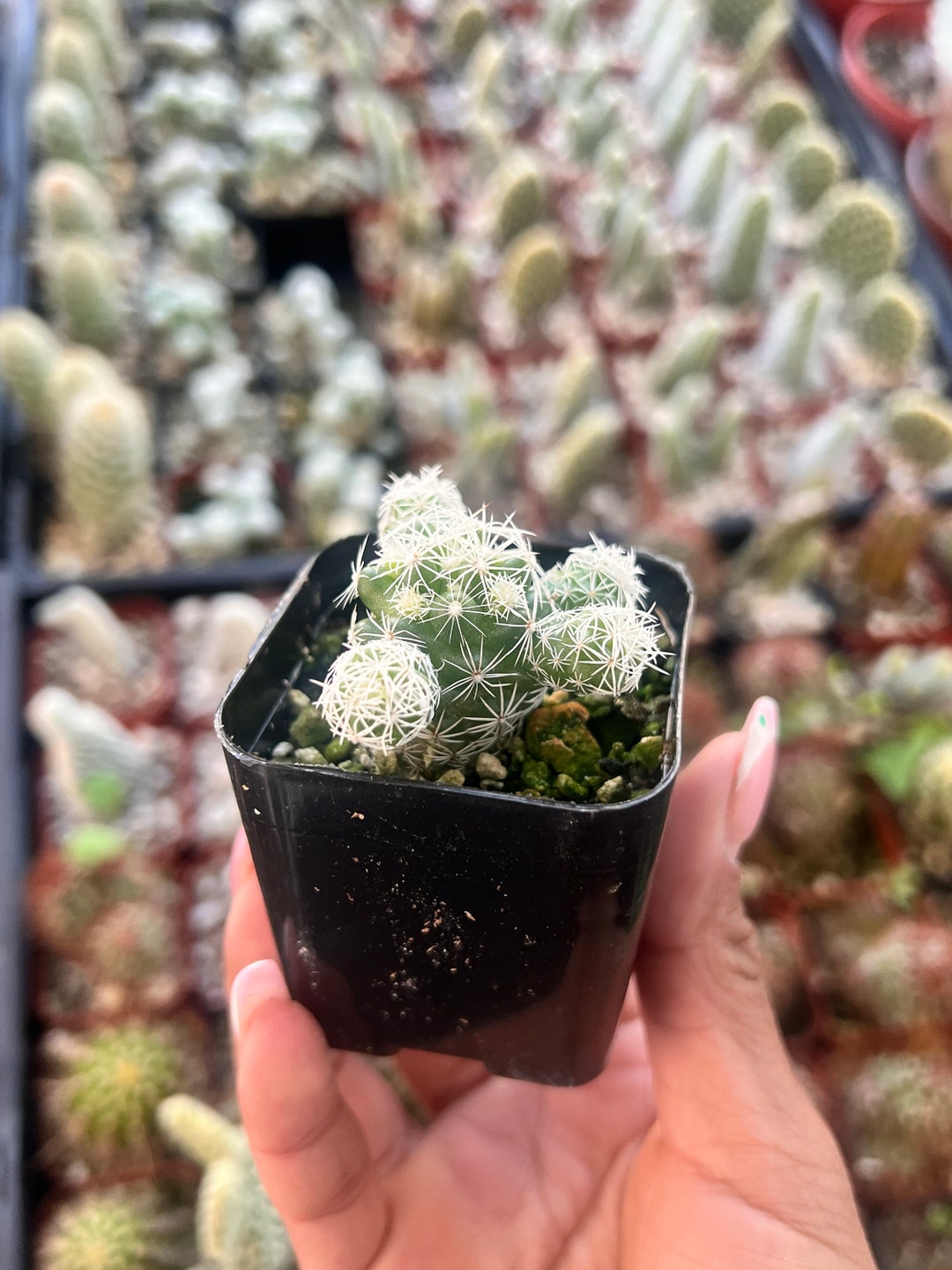 Mammillaria Gracilis Fragilis - Thimble Cactus [fragile] 2 Inch Pot - Etsy