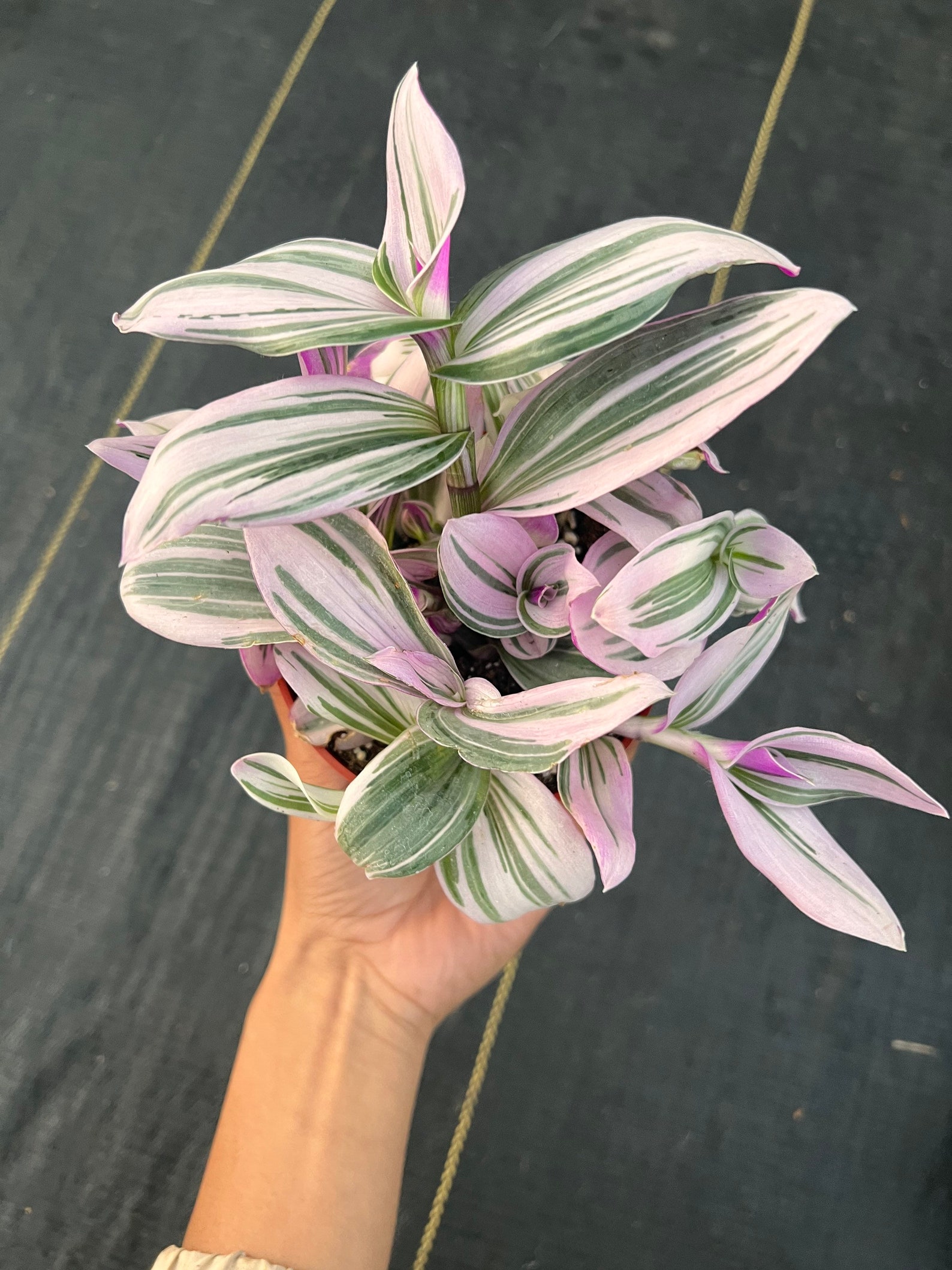 Tradescatia Nanouk Rooted 4 Inch | Nanouk Pink Rare House Plant Indoor ...