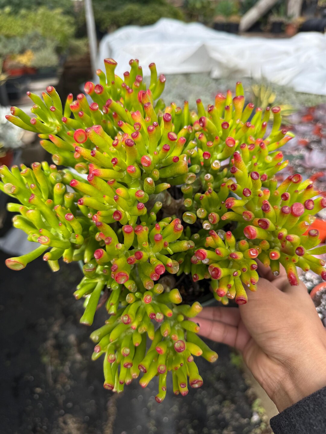 Shrek Ear Succulent Plant | 6 Inch Pot - Etsy