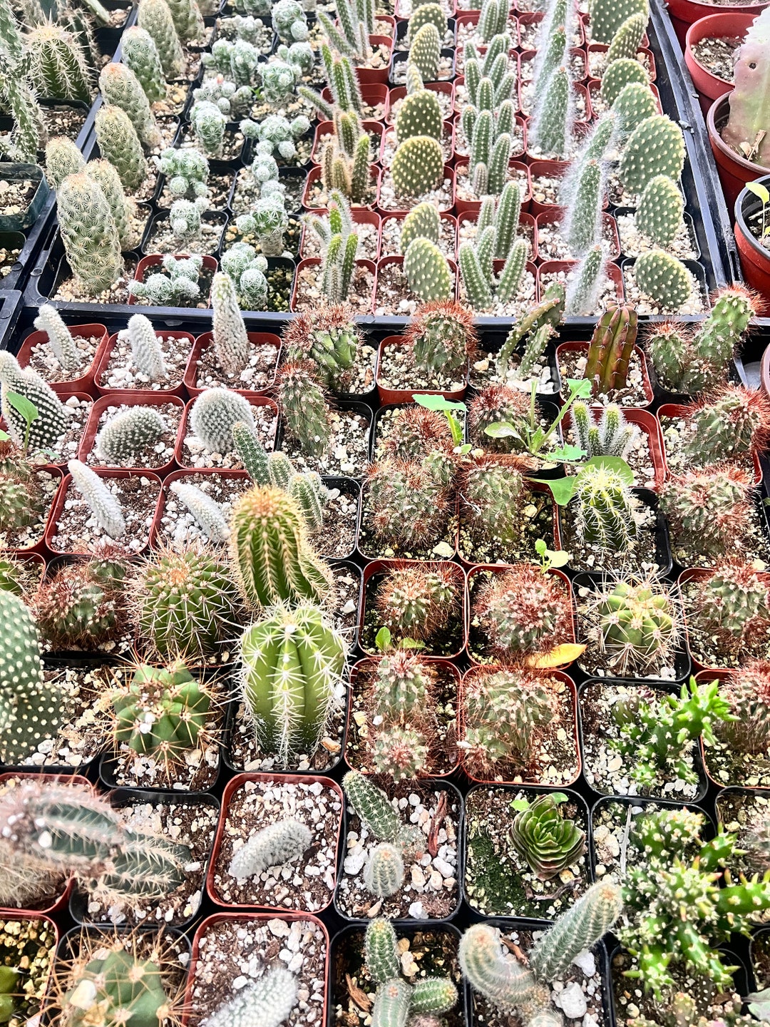 Cactus Plant Assortment Pack 2 Inch Cacti Plants - Etsy