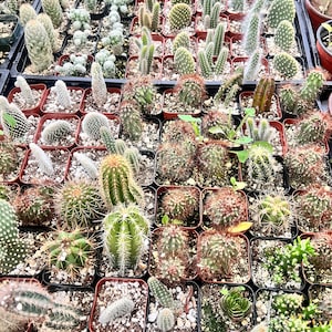 Cactus Plant Assortment Pack 2 Inch Cacti Plants - Etsy