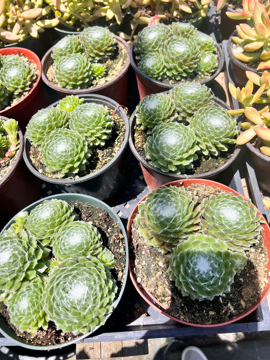 Sempervivum Cobweb "hens and Chicks" LIVE Succulent Plant 6 Inch Pot - Etsy