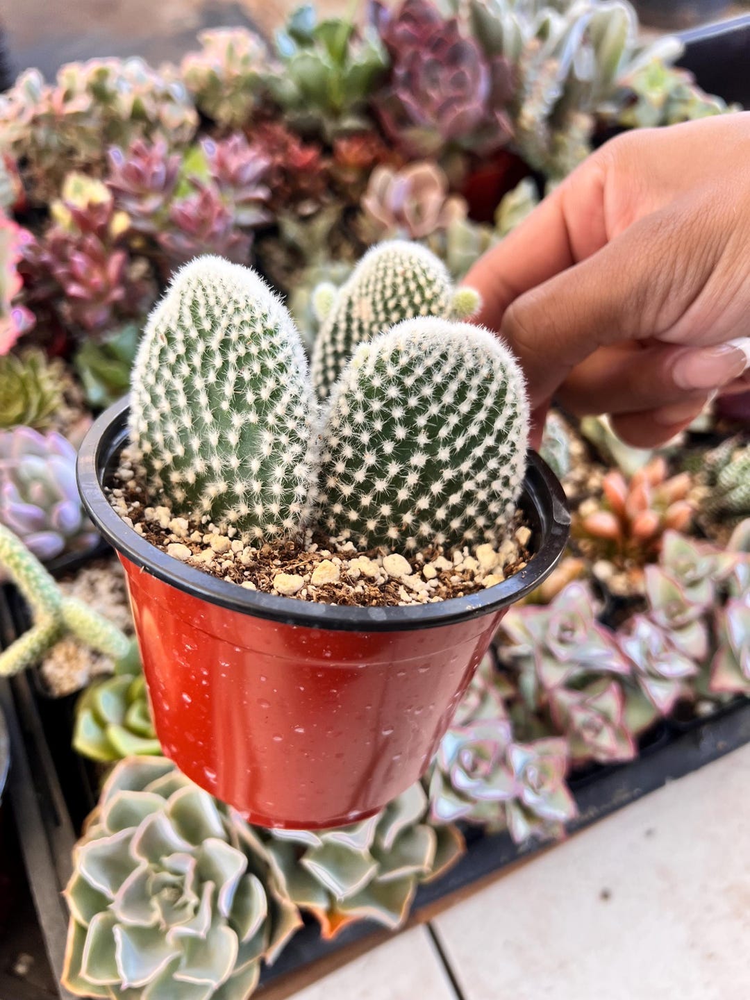 Angel Wing Oputina Cactus 4 Inch - Etsy