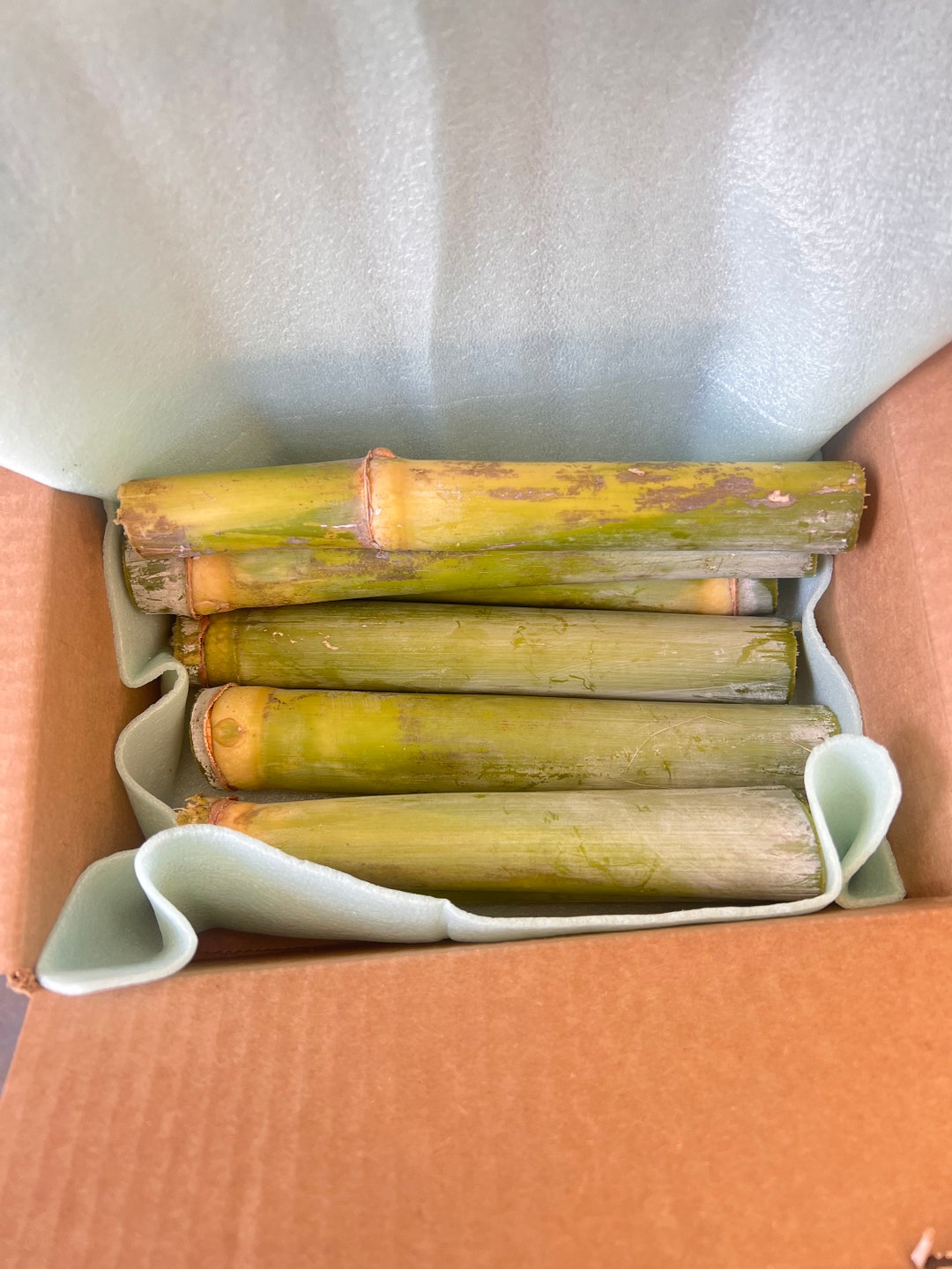 Sugar Cane Stick | White Organic | Organic Green Sugarcane Plant, Fresh ...